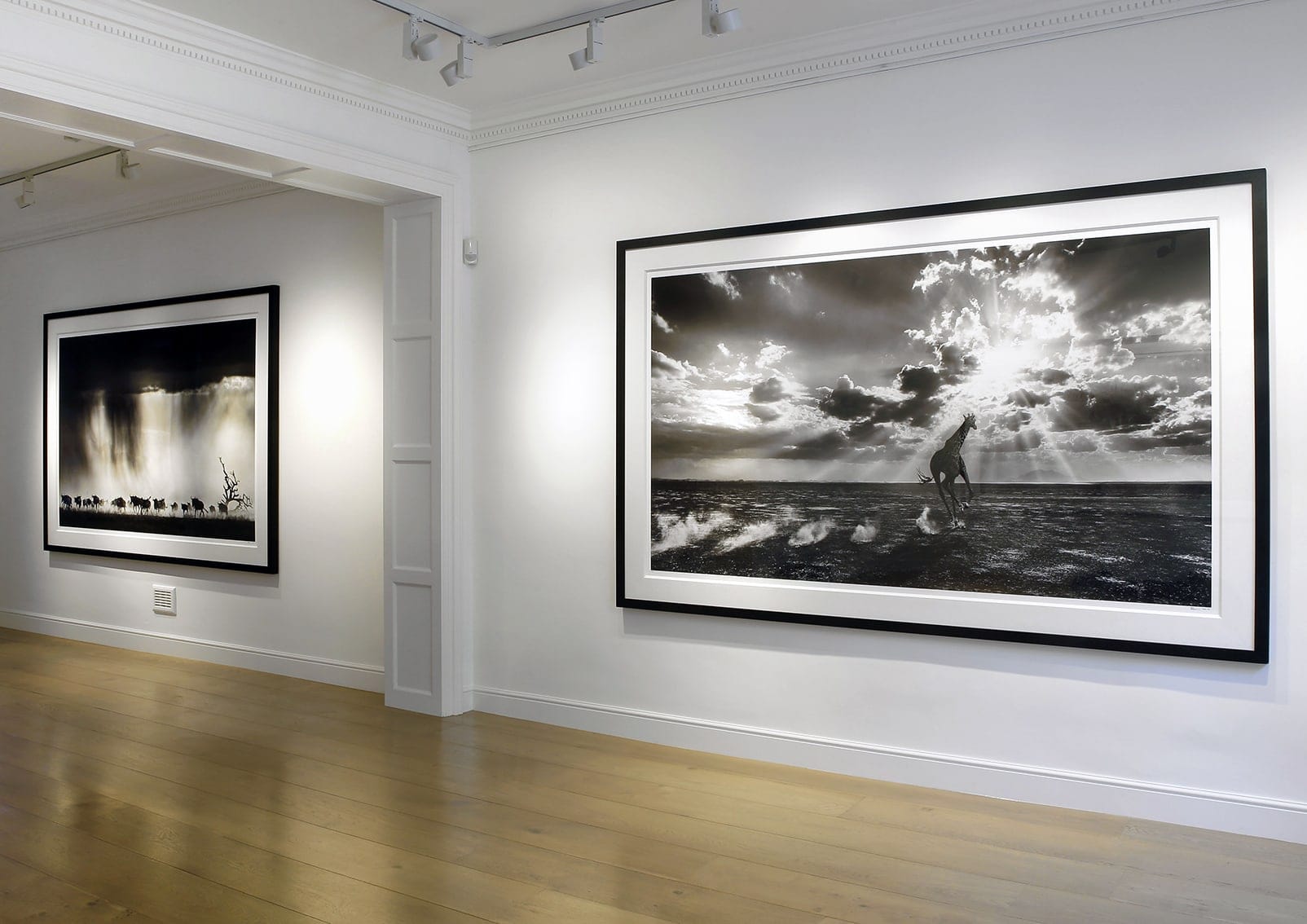David Yarrow at Delahunty Fine Art Gallery - Genesis Imaging