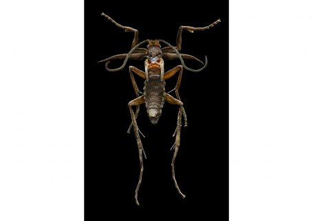 Levon Biss: 'Microsculpture' at The Oxford University Museum of Natural ...