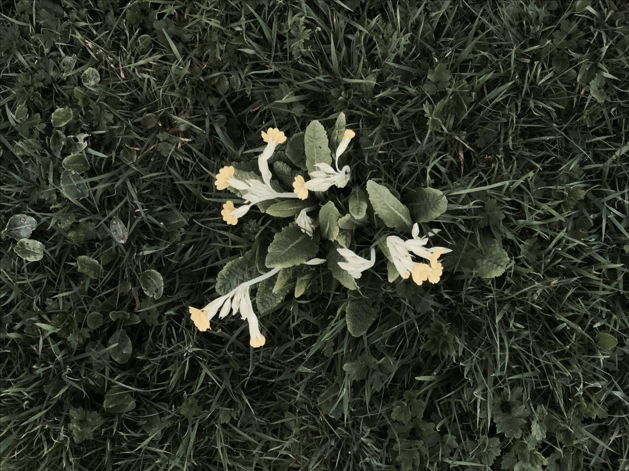 Fleur Olby: Velvet Black - Notes - Genesis Imaging