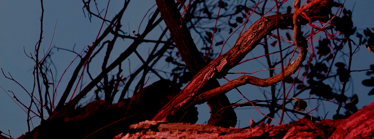 Jack Pickerill: Wallner Gallery at Lakeside Arts - Genesis Imaging