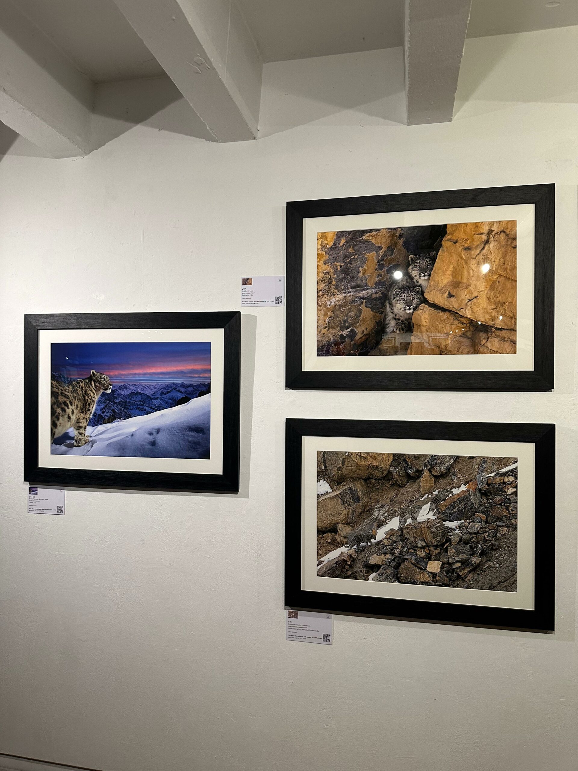 'Remembering Leopards' - Genesis Imaging